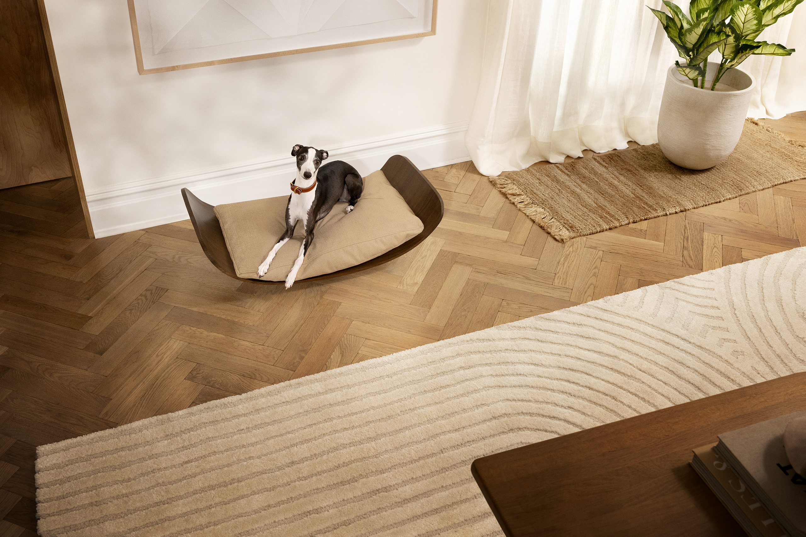 ROOOF Launches Modern Dog Beds for the Design-Conscious Pet Owner ...